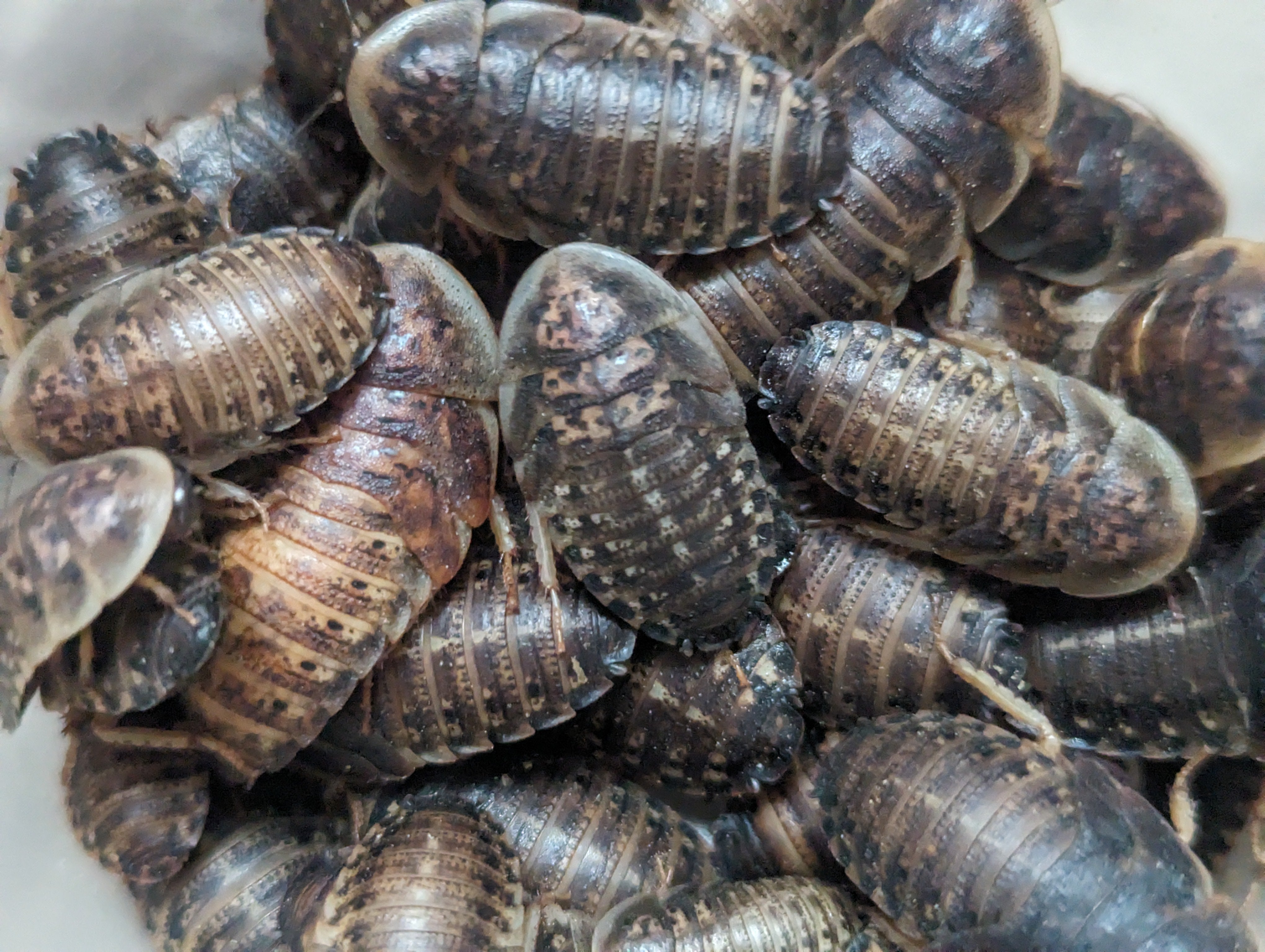 Live Organic Dubia Roaches – Shield Wall Exotics