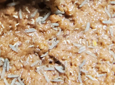 100+ Blue Podura Springtails (Proisotoma Minuta) – Shield Wall Exotics