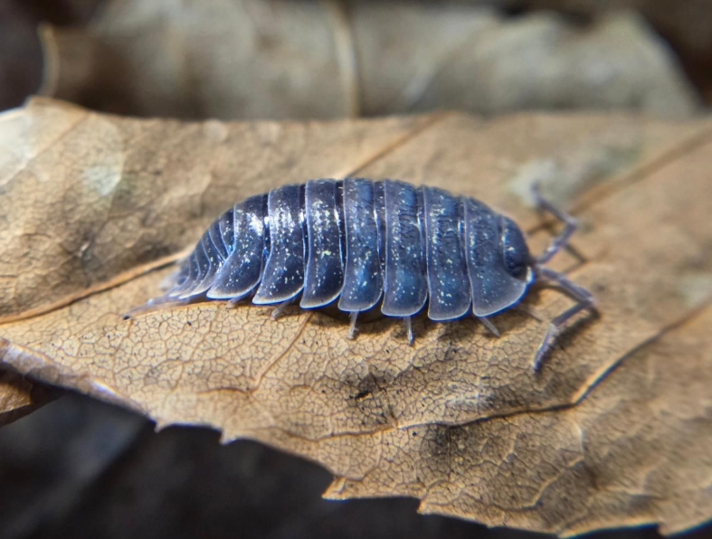Porcellio flavomarginatus Crete – Shield Wall Exotics