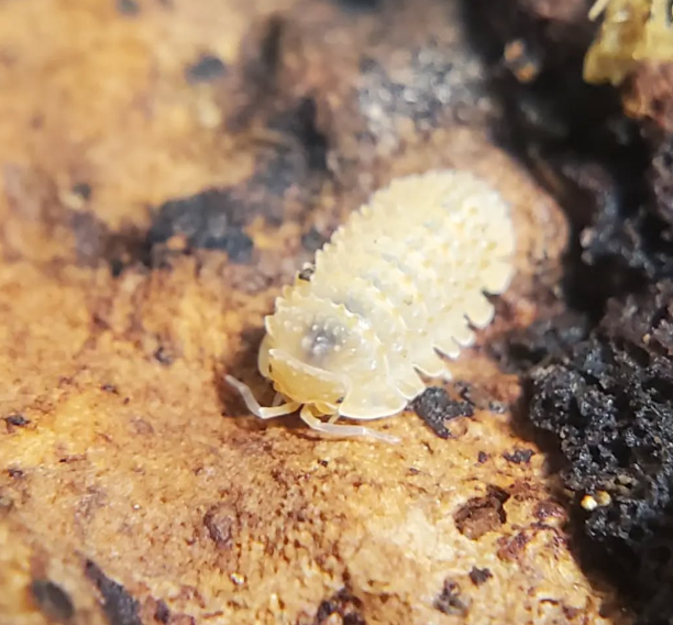 Cristarmadillidium muricatum (Pineapple Spiky) – Shield Wall Exotics