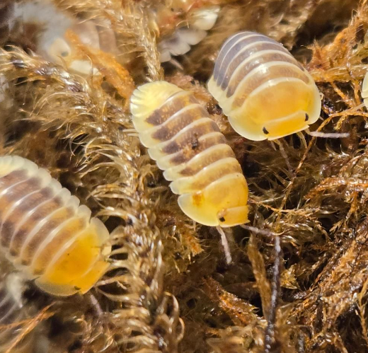 Cubaris sp. Jupiter – Shield Wall Exotics