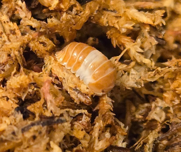 Cubaris sp. Red Panda King – Shield Wall Exotics