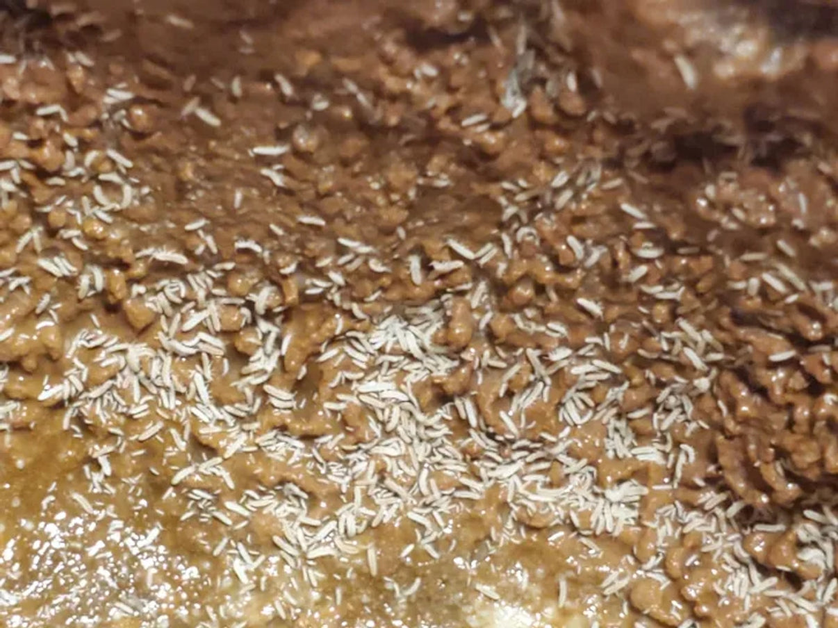 100+ Temperate White Springtails (Folsomia candida) – Shield Wall Exotics