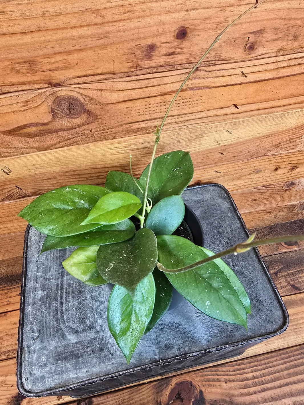 Plants & Garden – tagged "Plants" – Shield Wall Exotics