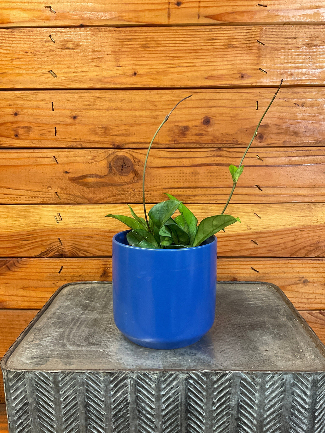 Plants & Garden – tagged "Plants" – Shield Wall Exotics