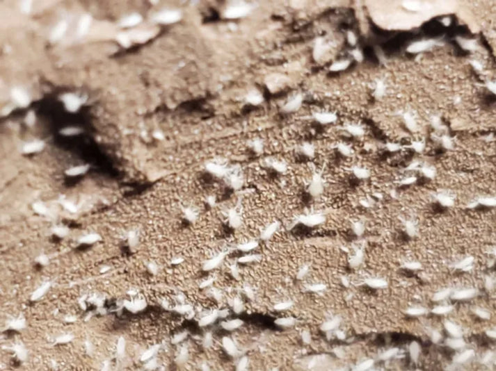 100+ Tropical Pink Springtails (Coecobrya cf. tenebricosa) – Shield ...