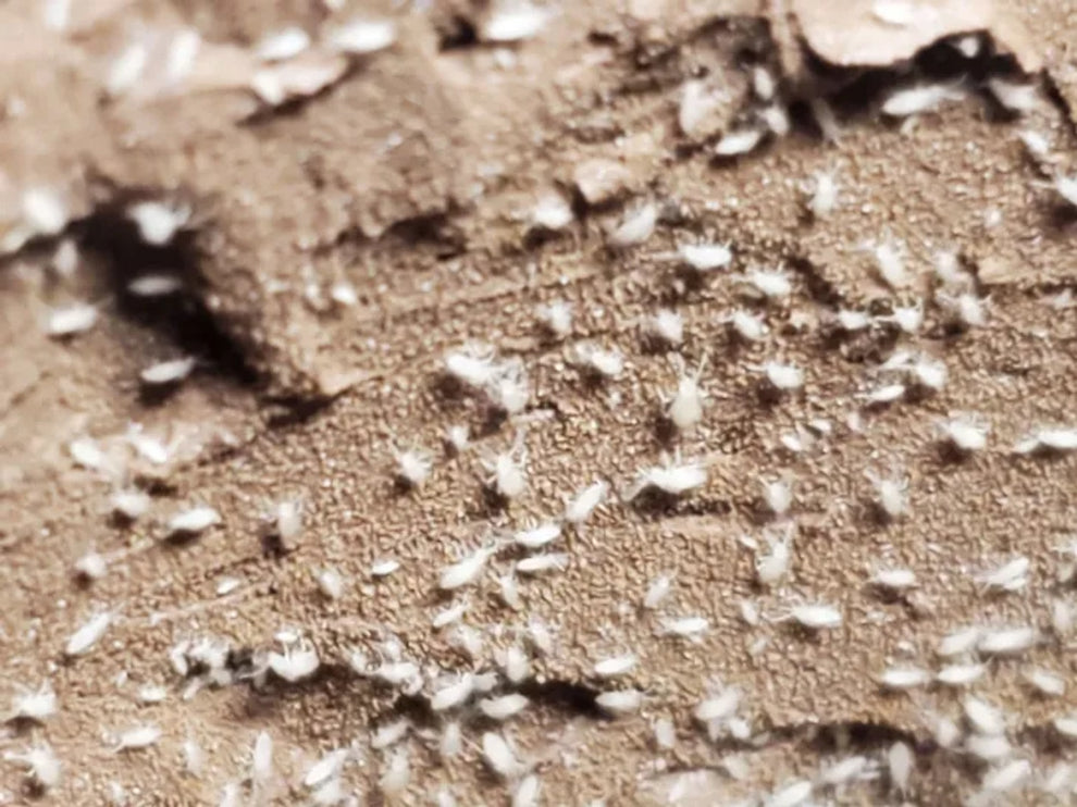 100+ Tropical Pink Springtails (Coecobrya cf. tenebricosa) – Shield ...